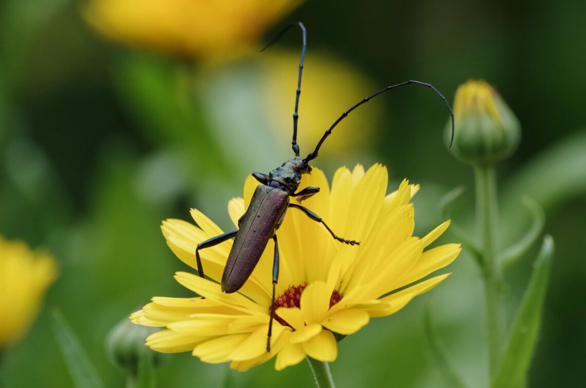 Rote Liste der Insekten: Ein Überblick