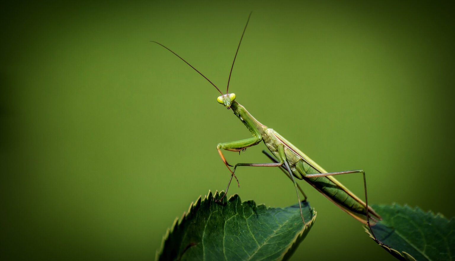 Rote Liste der Insekten: Ein Überblick