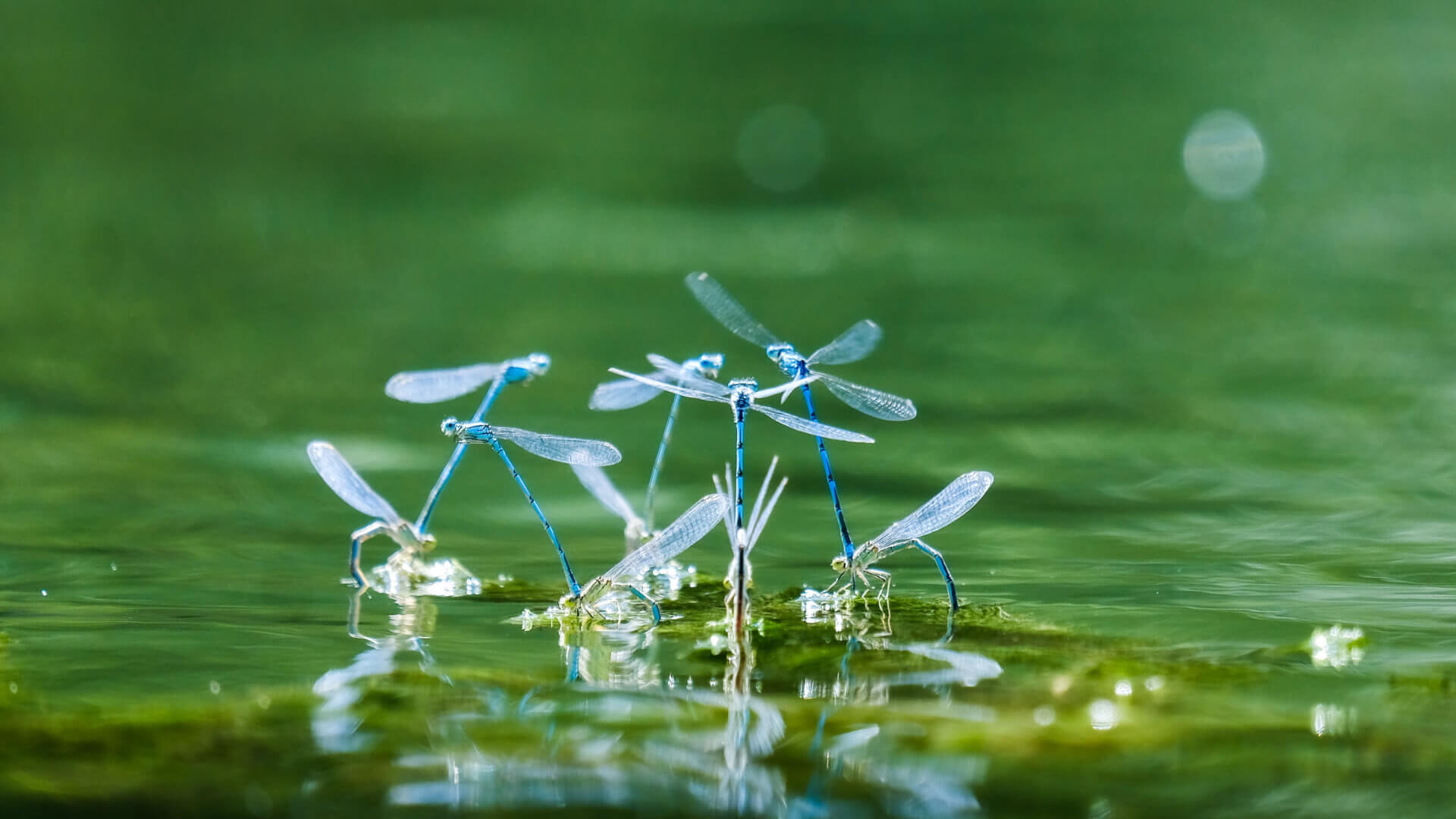 Rote Liste der Insekten: Ein Überblick