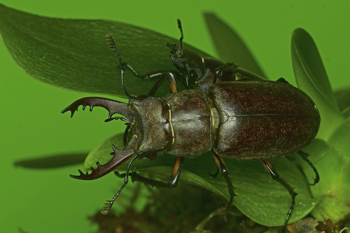 Rote Liste der Insekten: Ein Überblick